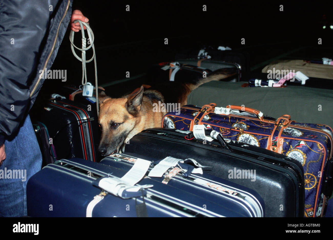 Drug Detecting Dog Stock Photo - Alamy