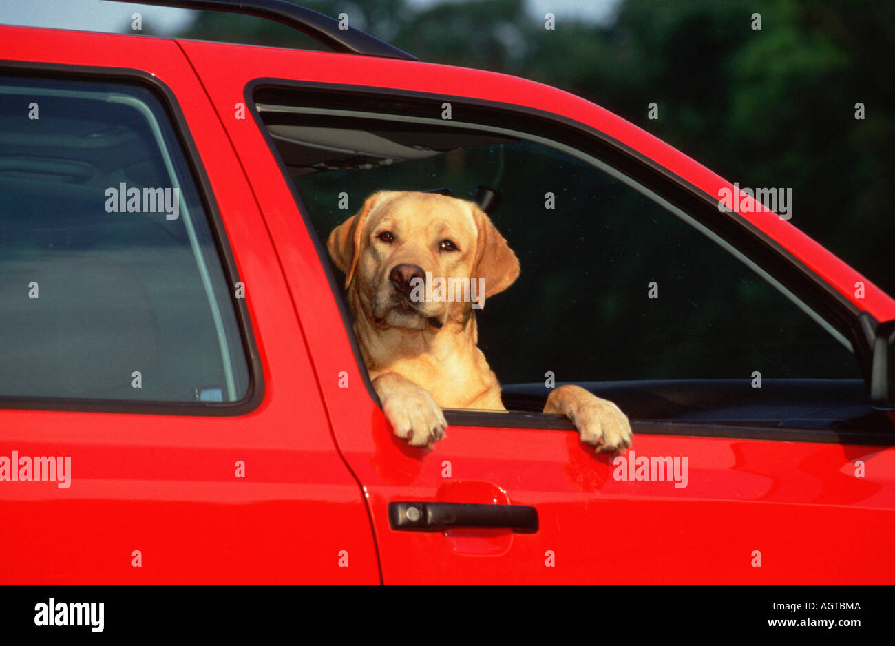 Labrador retriever looking out window hi-res stock photography and ...