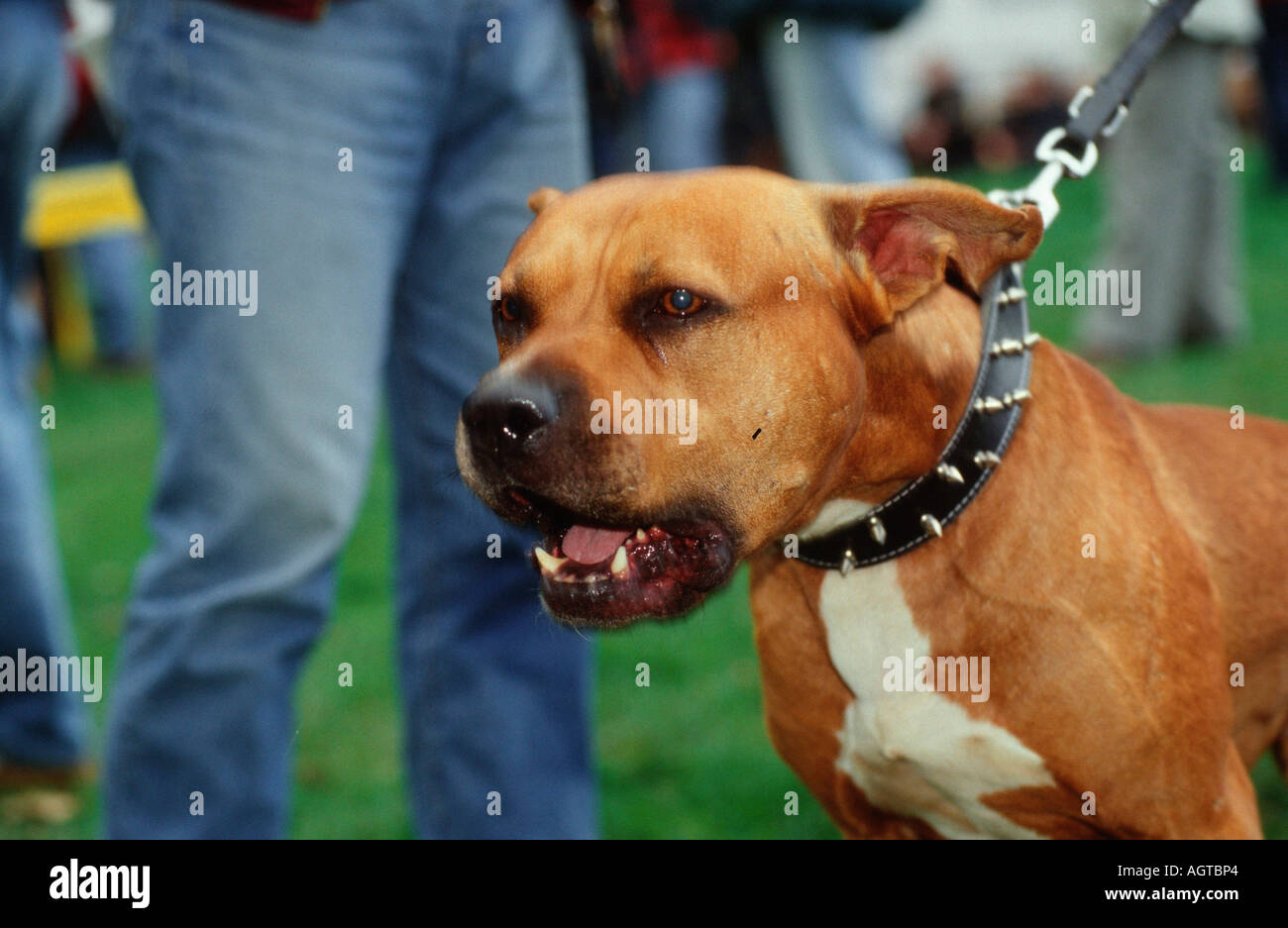 Pit bull dog aggressive hi-res stock photography and images - Alamy