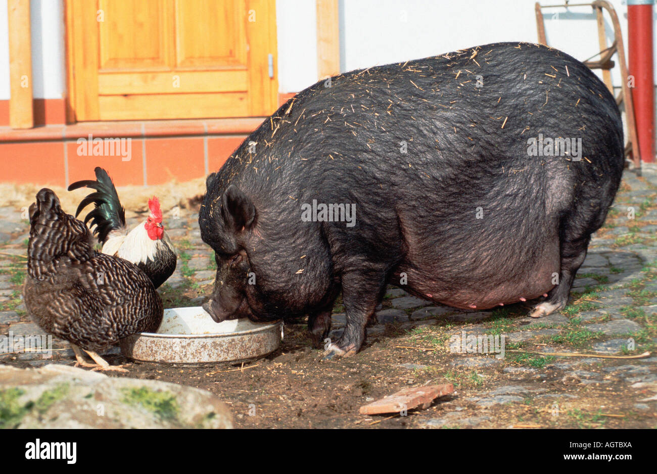 Pig and domestic fowl hi-res stock photography and images - Alamy