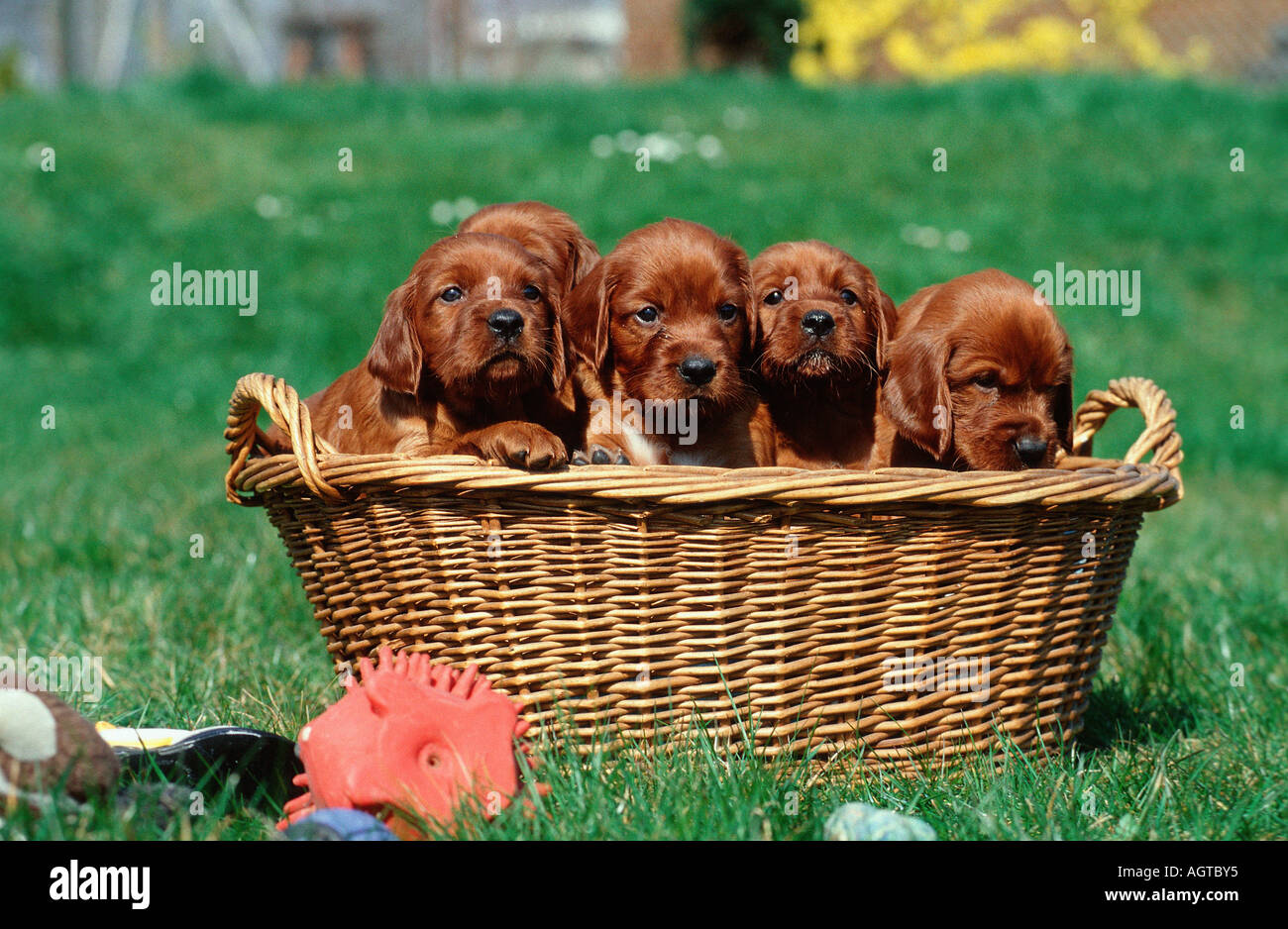 Irish siblings hi-res stock photography and images - Alamy