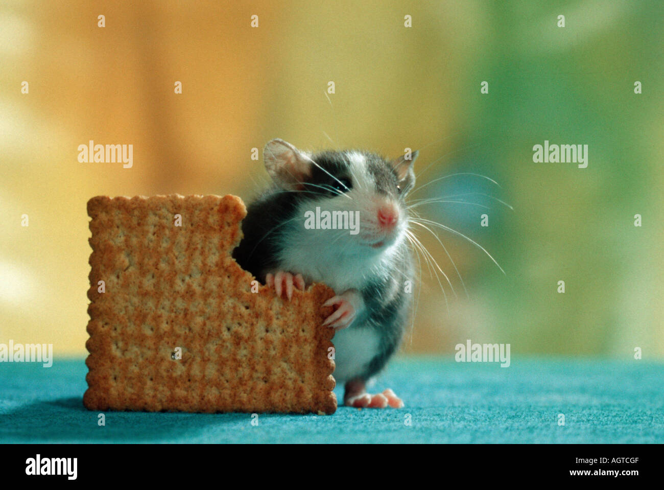 Rats cake hi-res stock photography and images - Alamy