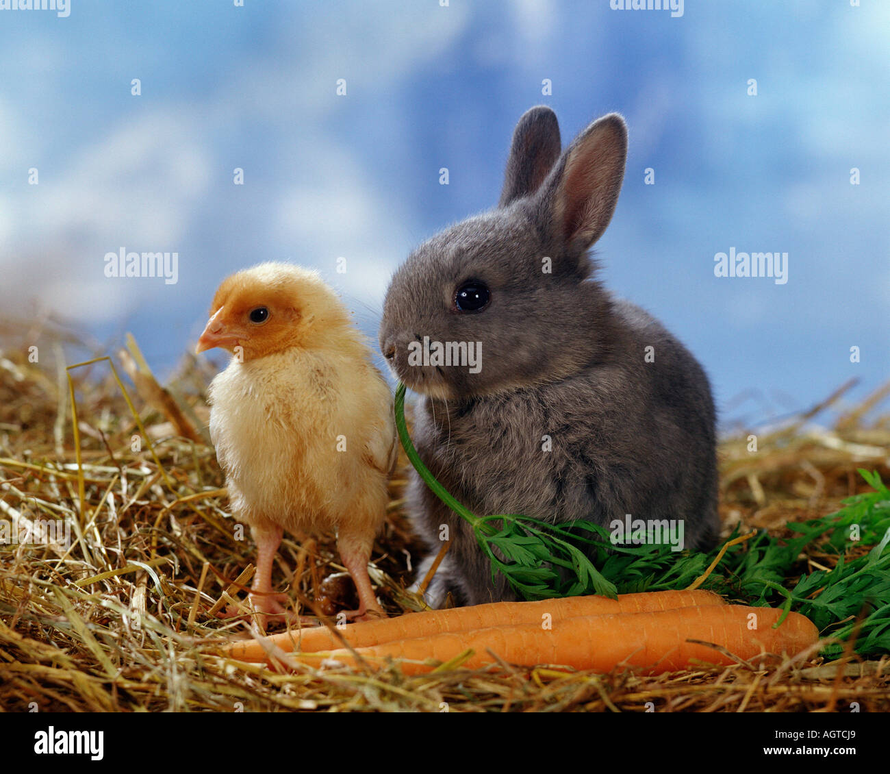 Domestic Fowl and Rabbit Stock Photo - Alamy