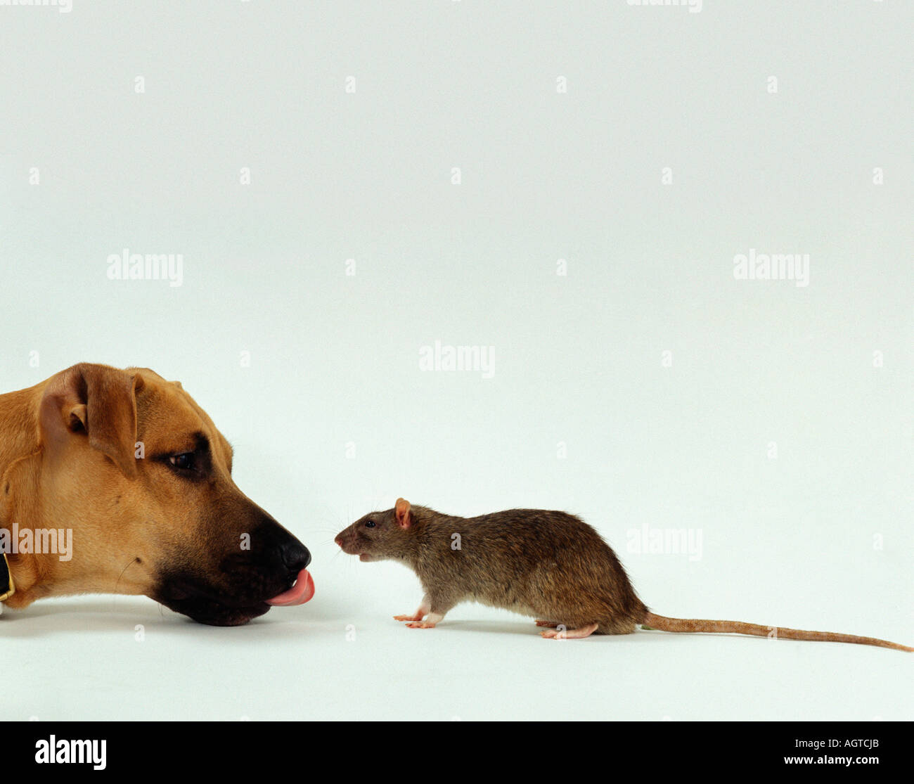 Rat dog hi-res stock photography and images - Alamy