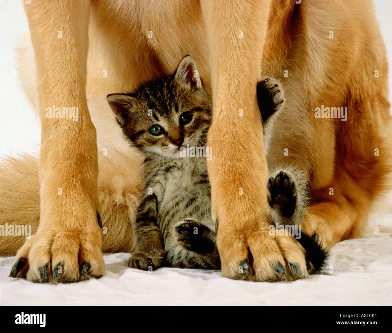 Cat between legs hi-res stock photography and images - Alamy
