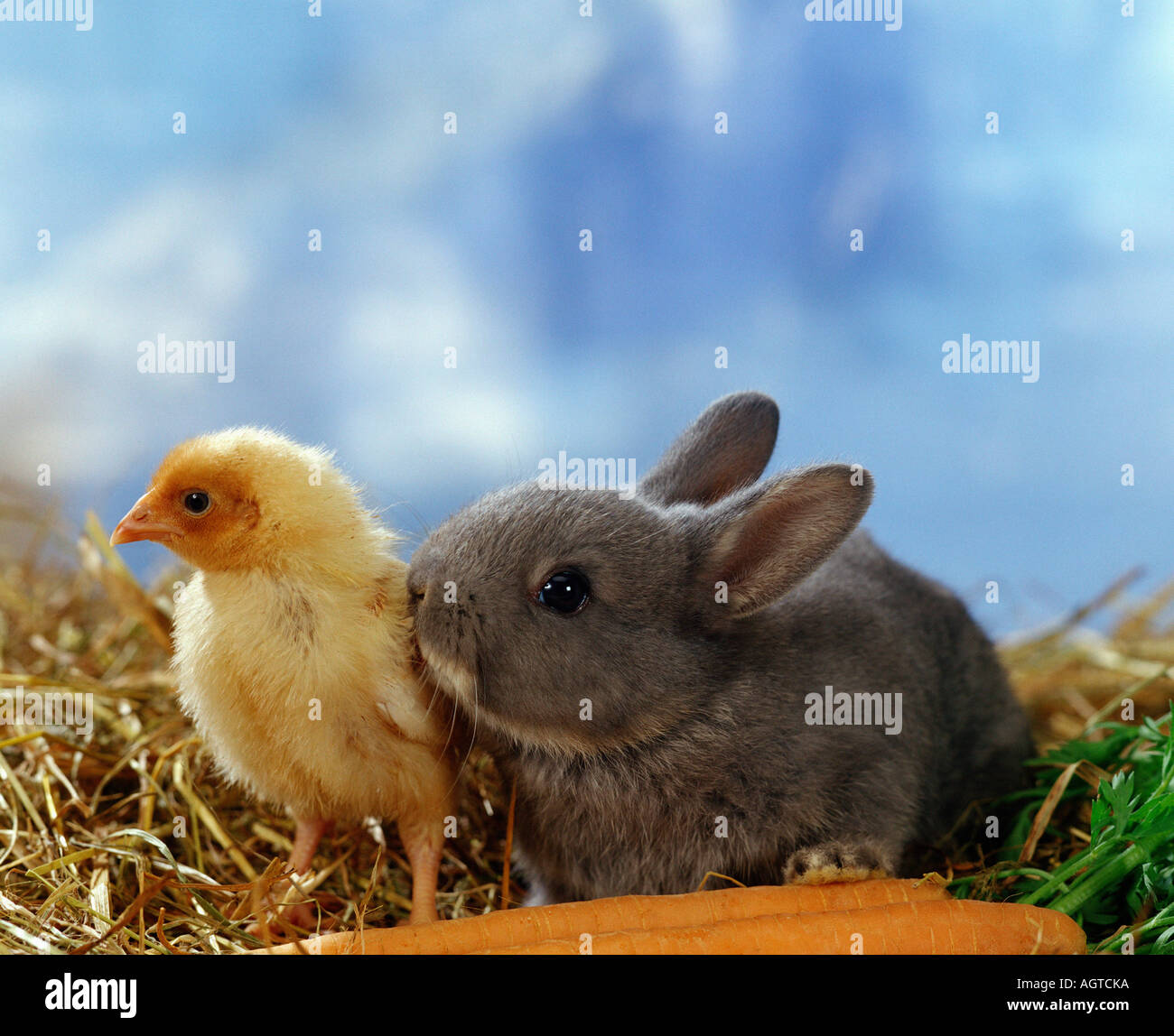 Domestic Fowl and Rabbit Stock Photo - Alamy