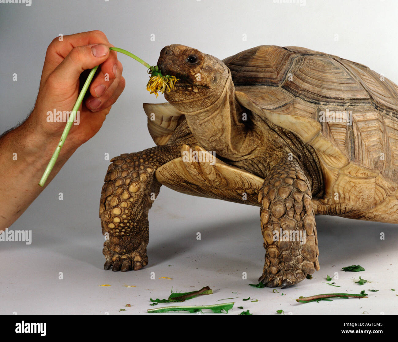 African spurred tortoises feeding animal hi-res stock photography and ...