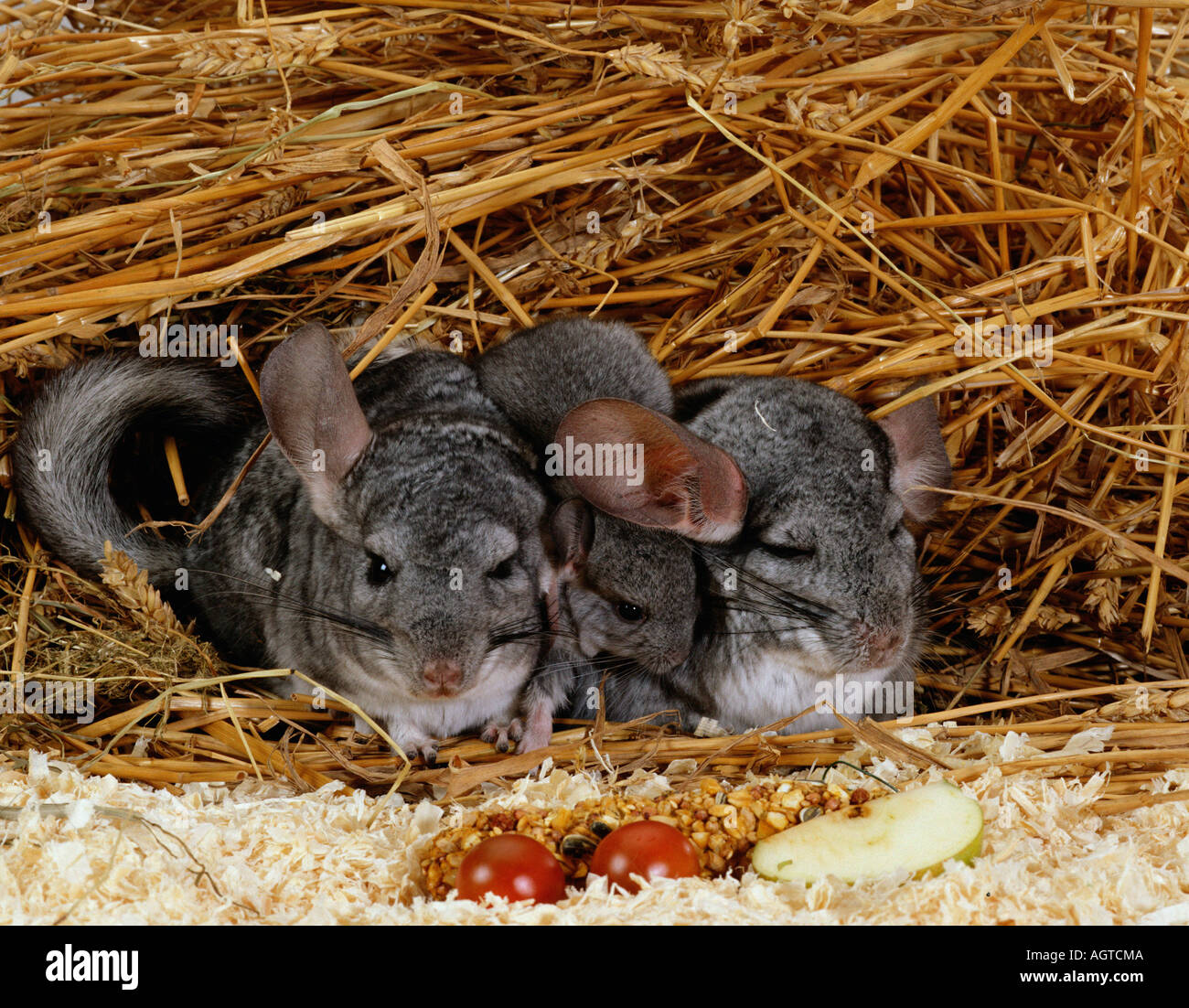 Chinchilla family hi-res stock photography and images - Alamy
