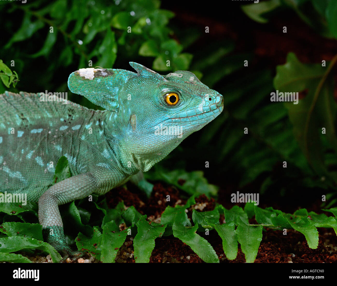 Green Basilisk / Plumed Basilisk Stock Photo - Alamy