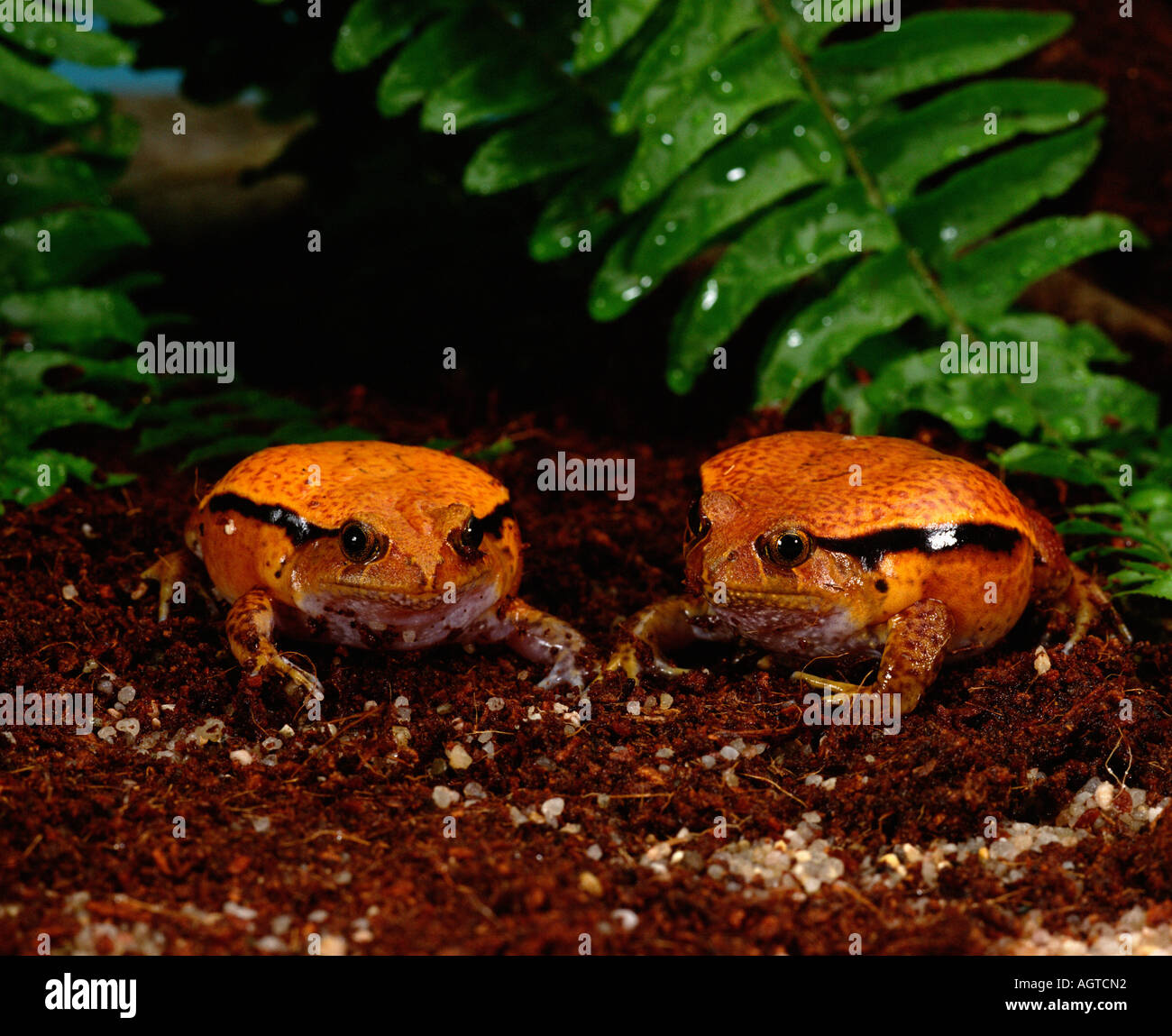 Tomato frog pair hi-res stock photography and images - Alamy