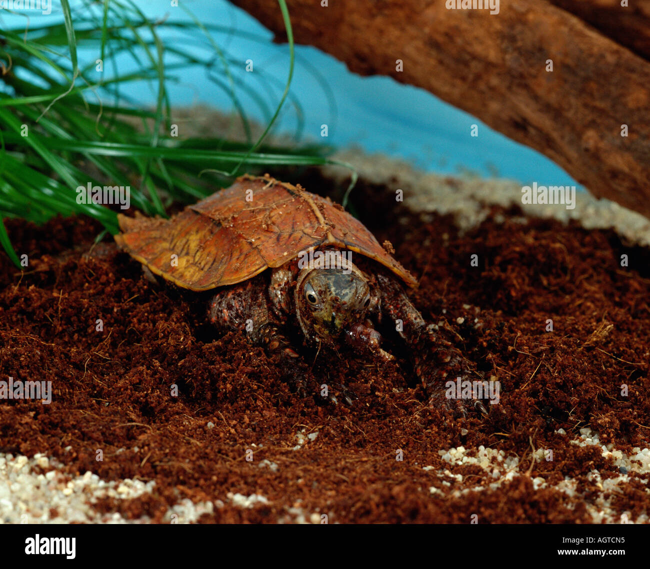 Black breasted leaf turtle hi-res stock photography and images - Alamy