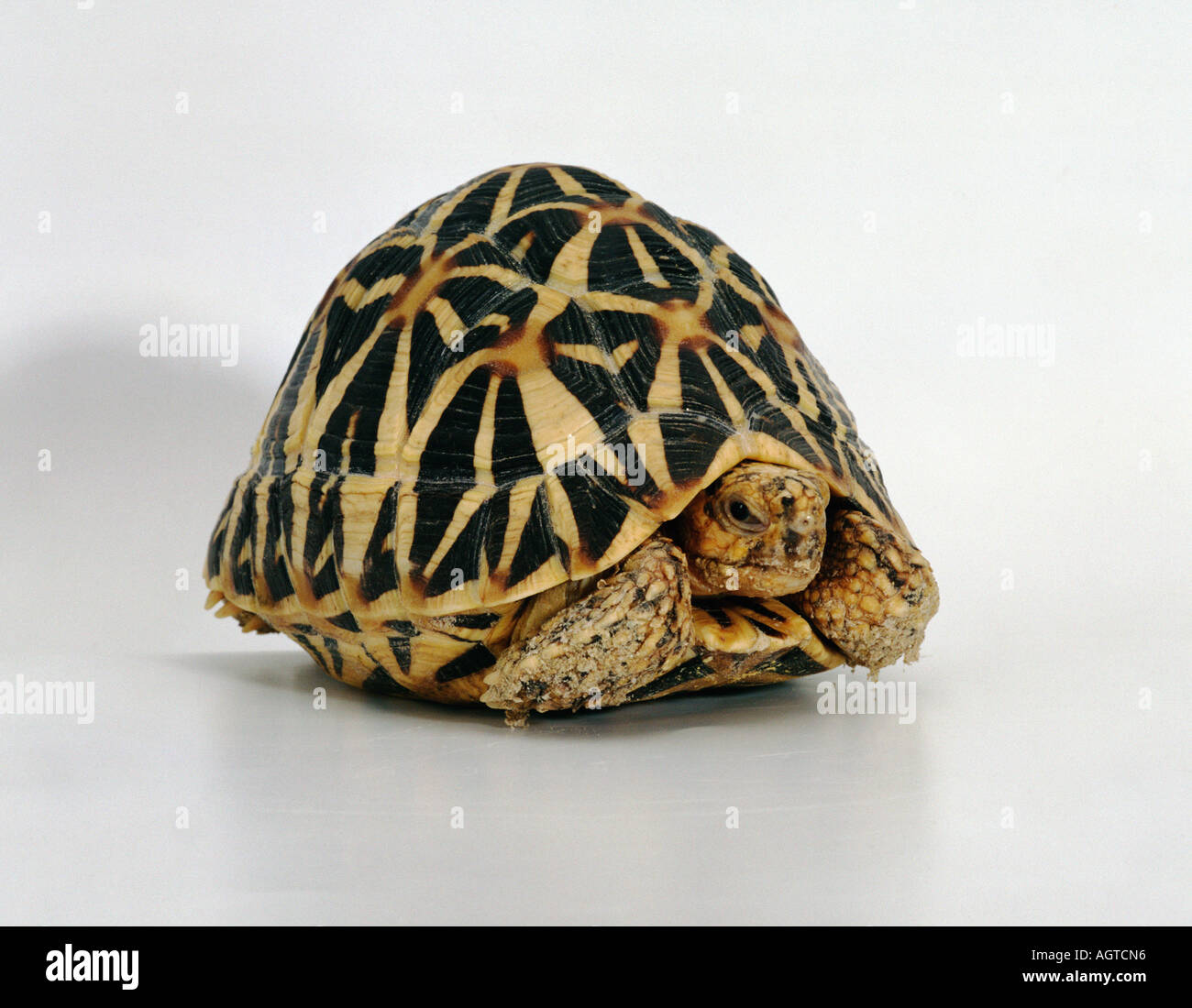 Indian Star Tortoise Stock Photo - Alamy