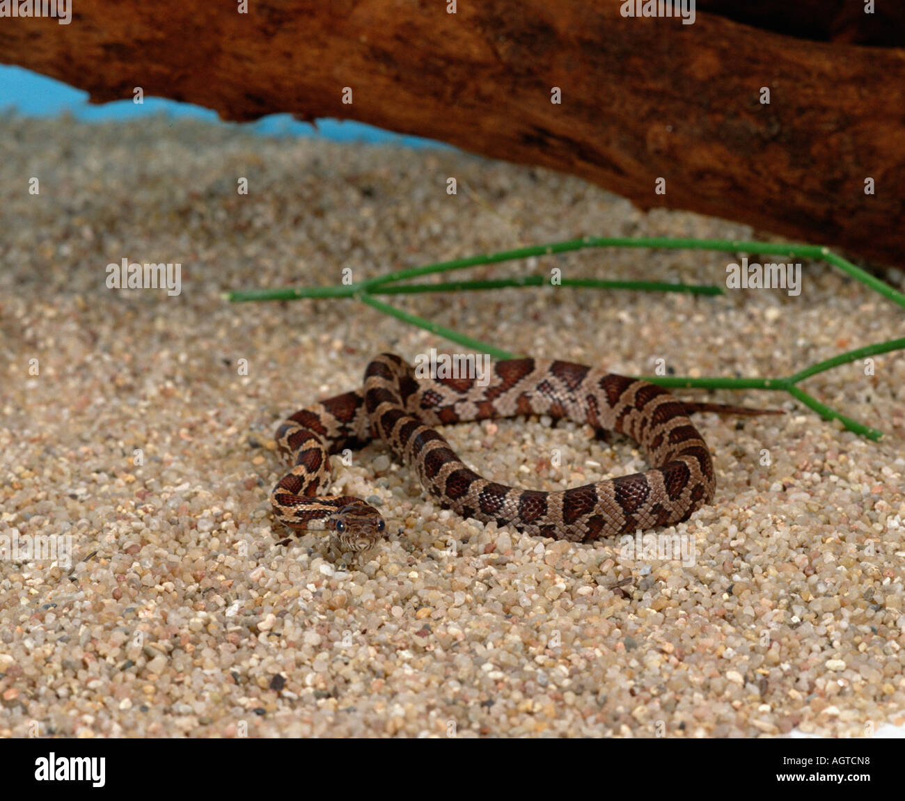 Red rat hi-res stock photography and images - Alamy