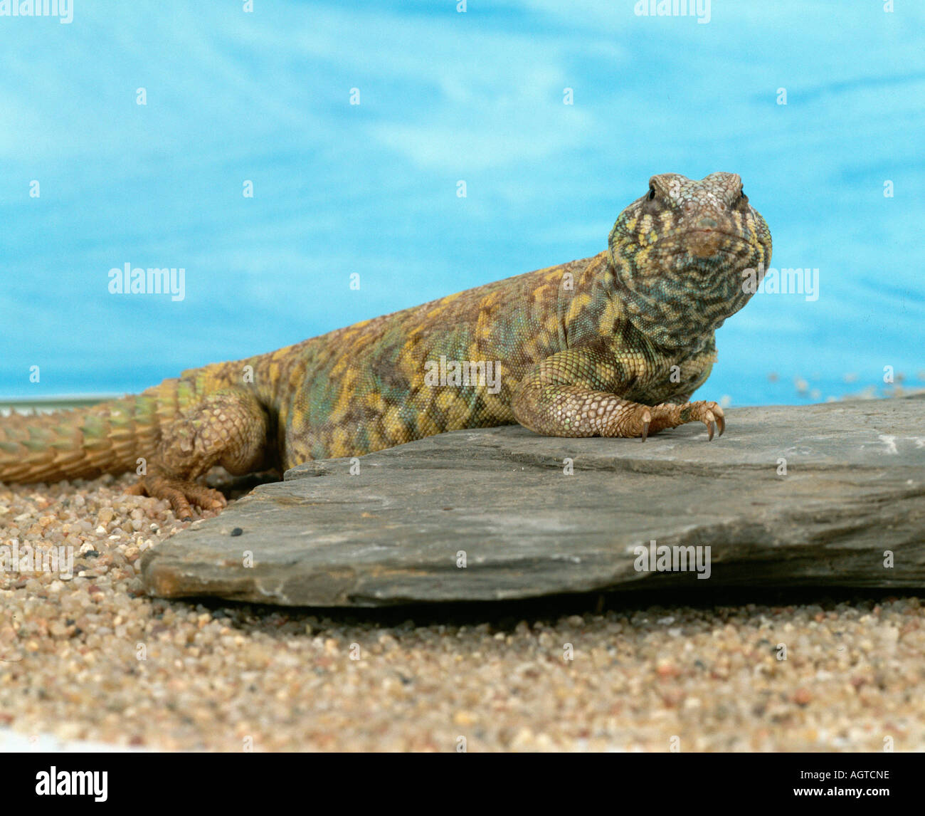 African spiny tailed lizard hi-res stock photography and images - Alamy