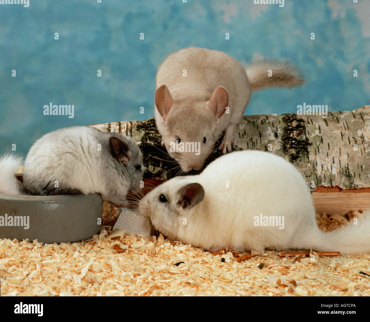 Long tailed chinchilla chinchilla lanigera hi-res stock photography and ...
