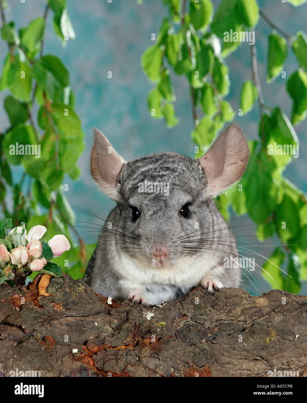 From chinchilla hi-res stock photography and images - Alamy