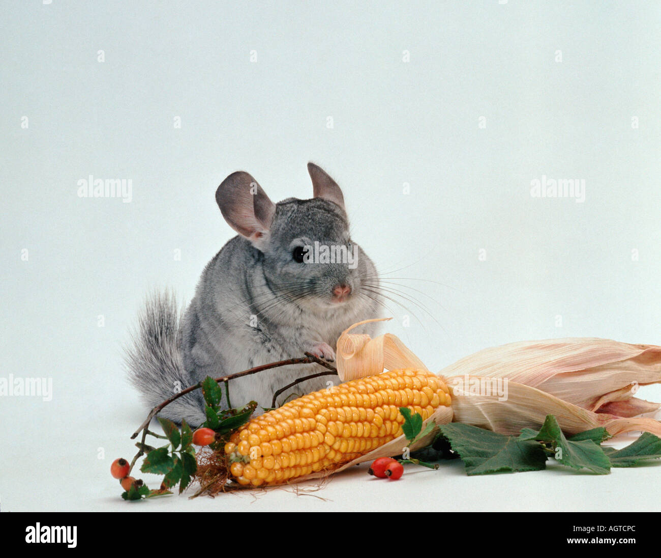 Long tailed chinchilla chinchilla lanigera hi-res stock photography and ...