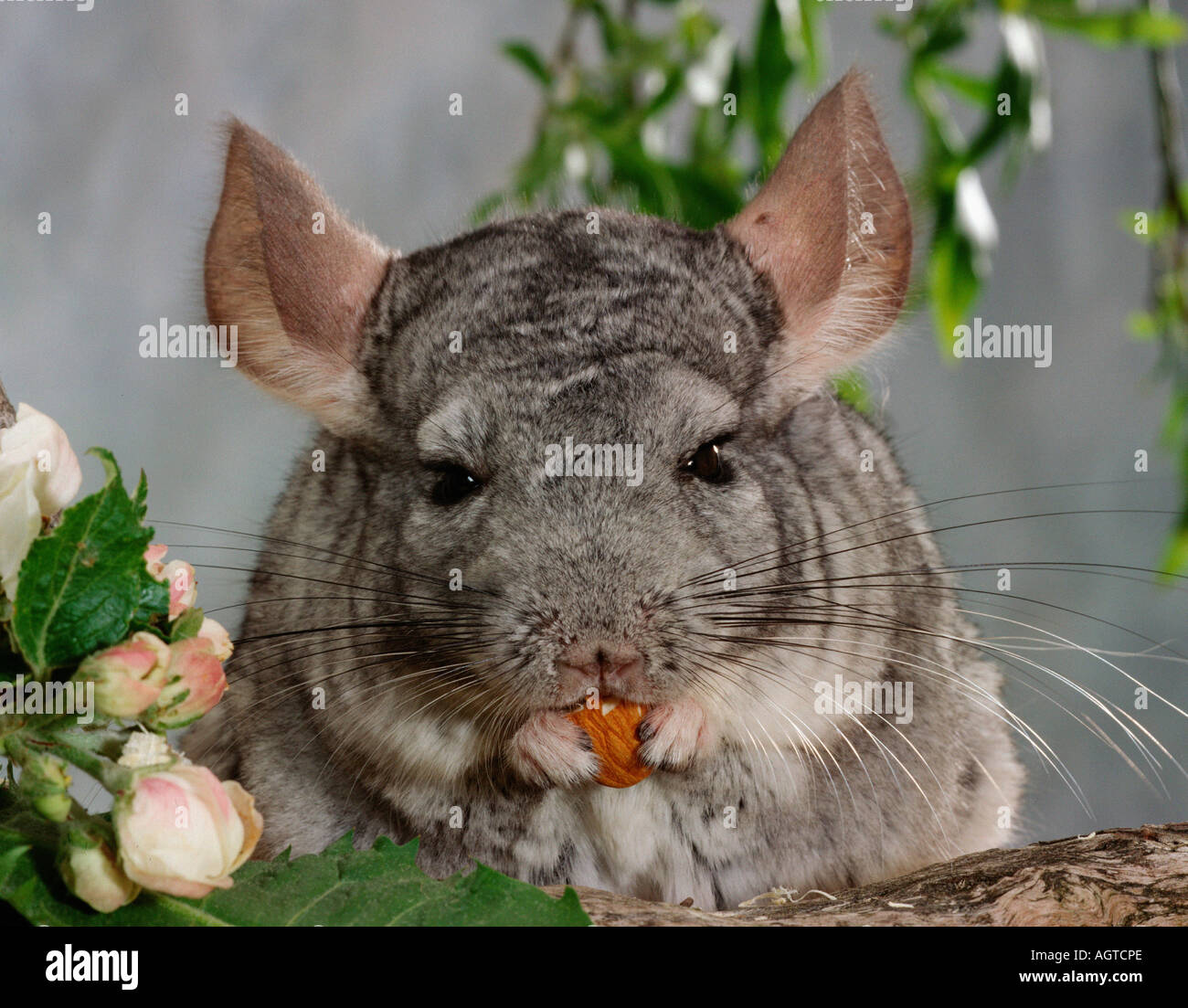 From chinchilla hi-res stock photography and images - Alamy
