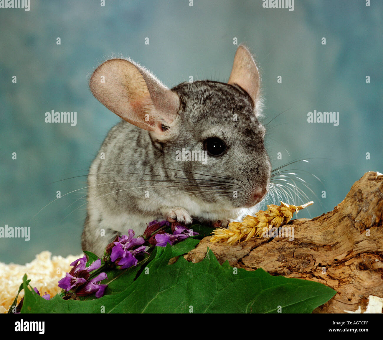 Long Tailed Chinchilla High Resolution Stock Photography and Images - Alamy