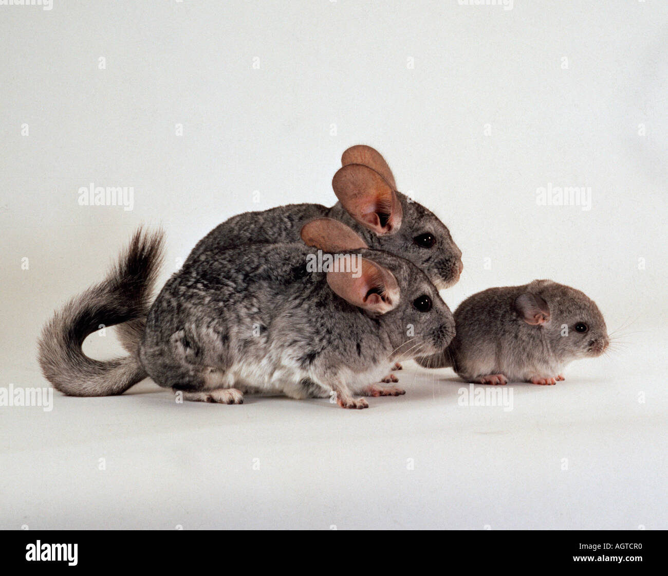 Chinchilla family hi-res stock photography and images - Alamy