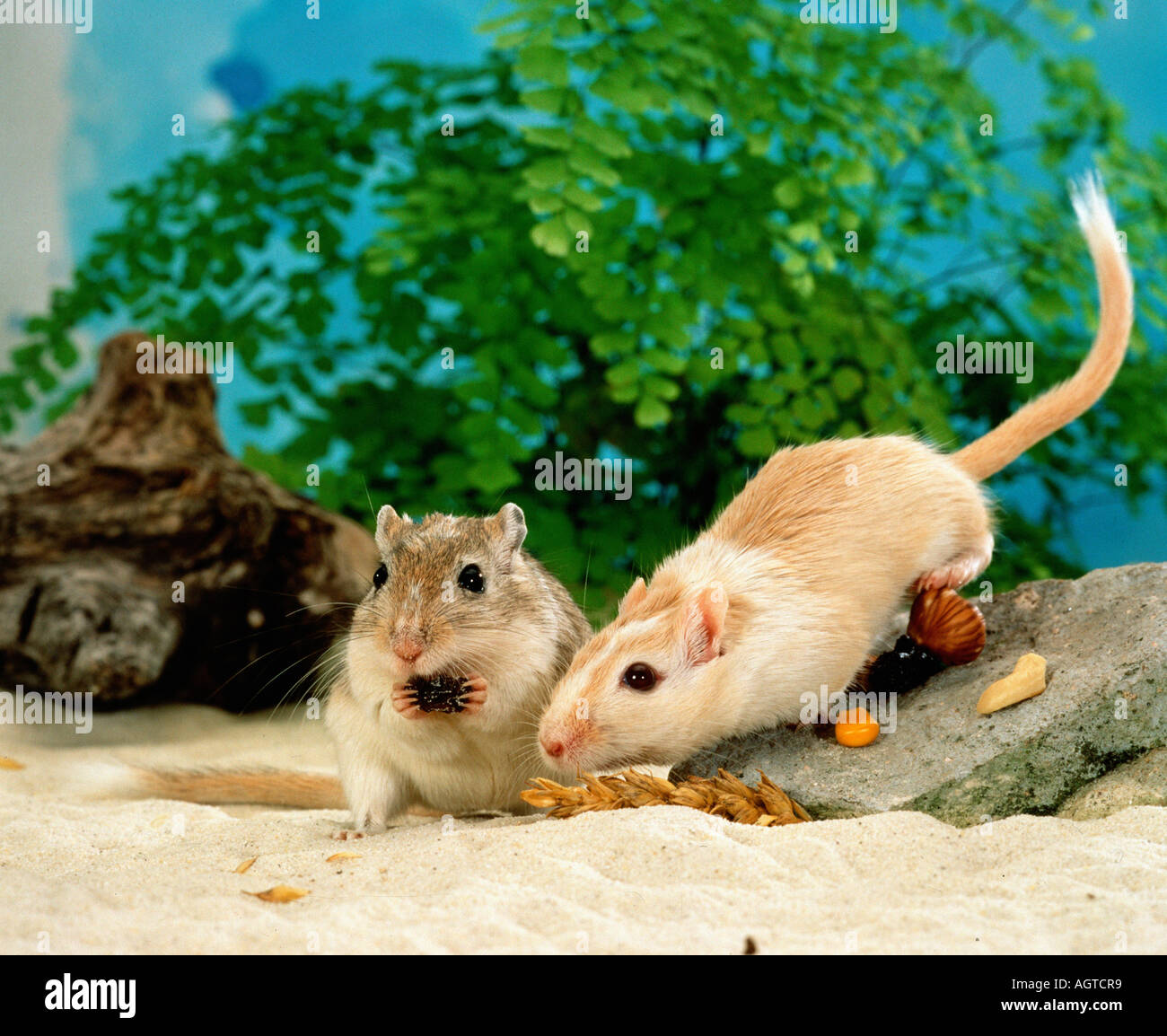 Two pet gerbils hi-res stock photography and images - Alamy
