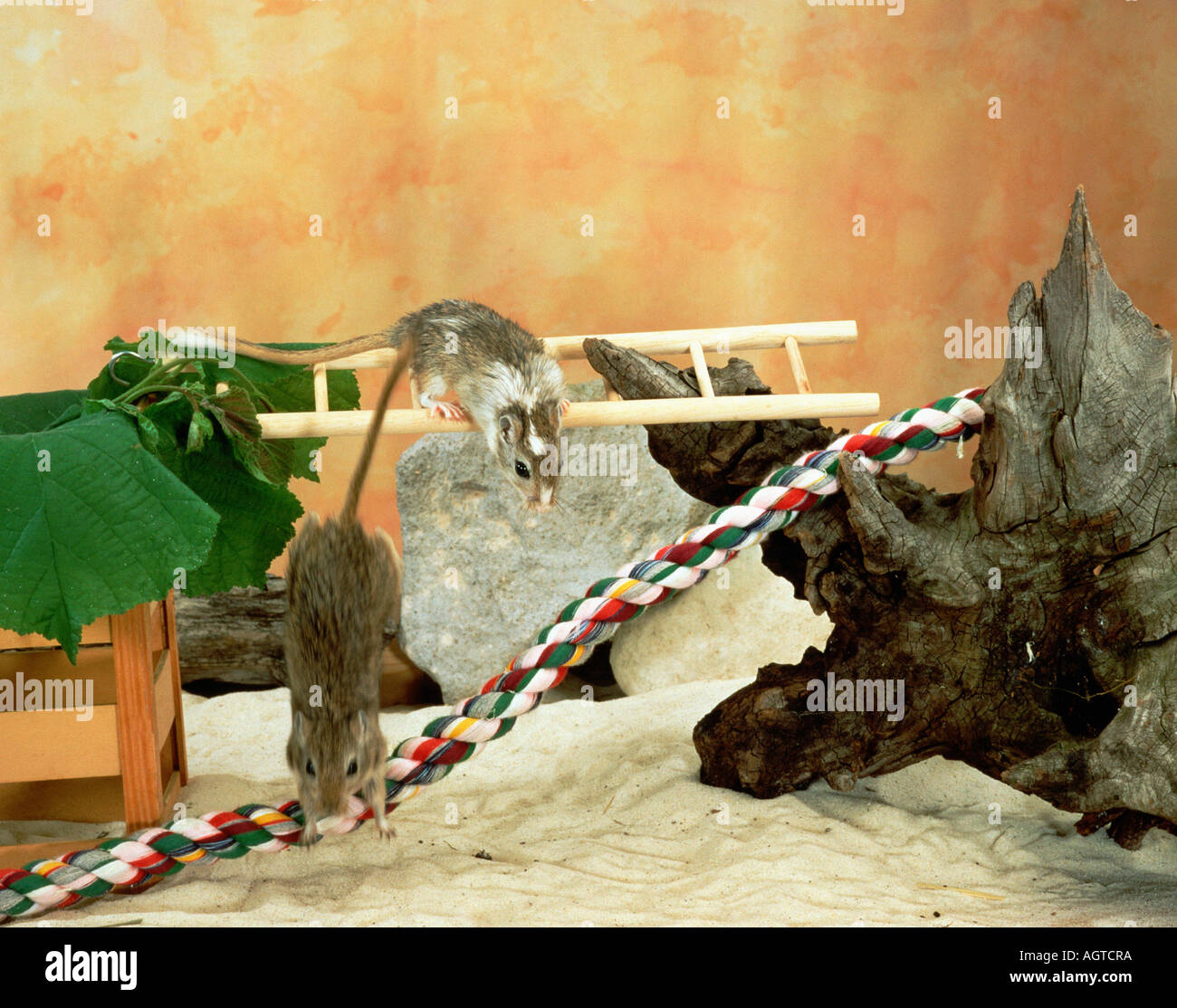 Two pet gerbils hi-res stock photography and images - Alamy