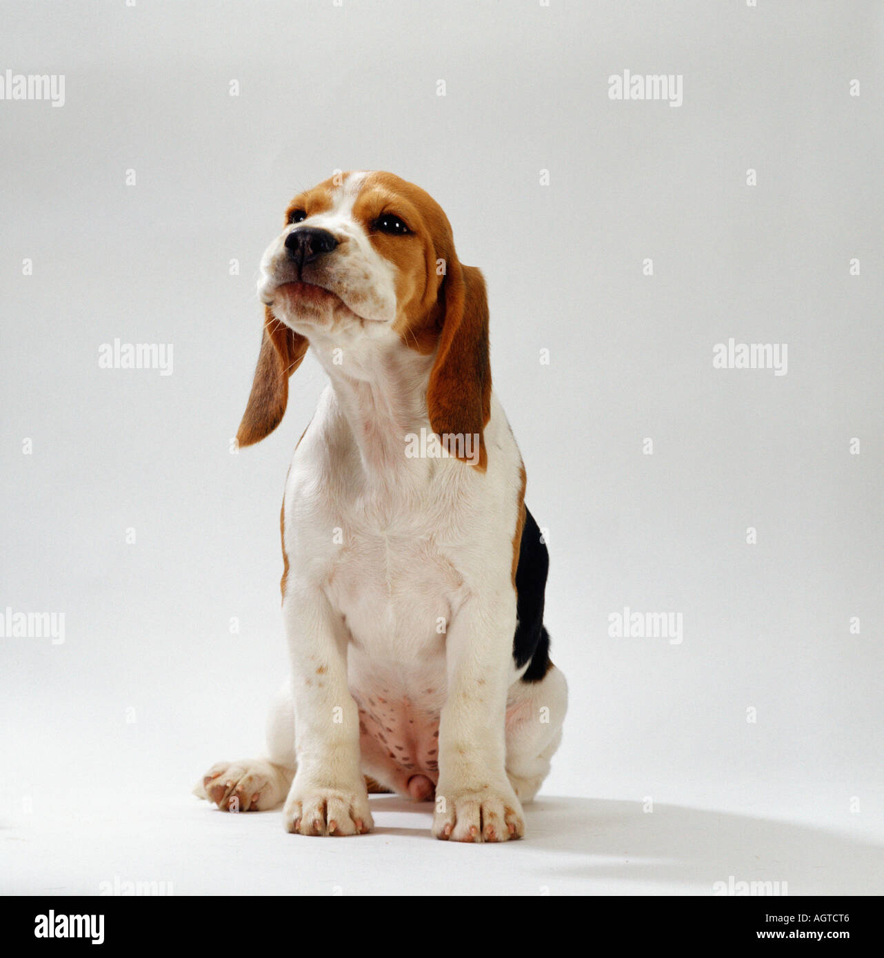Beagle howling hi-res stock photography and images - Alamy