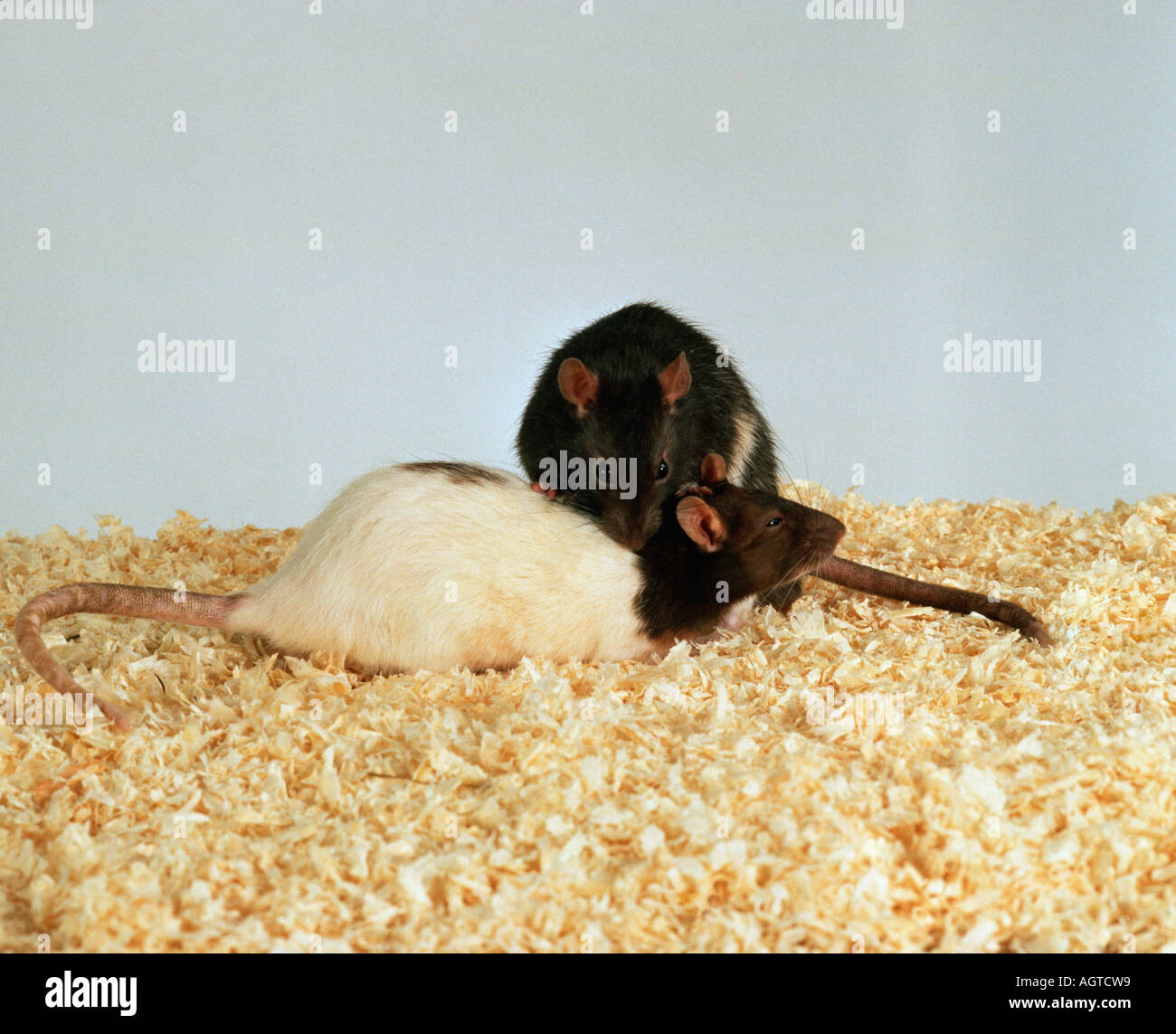 Pet rat grooming hi-res stock photography and images - Alamy