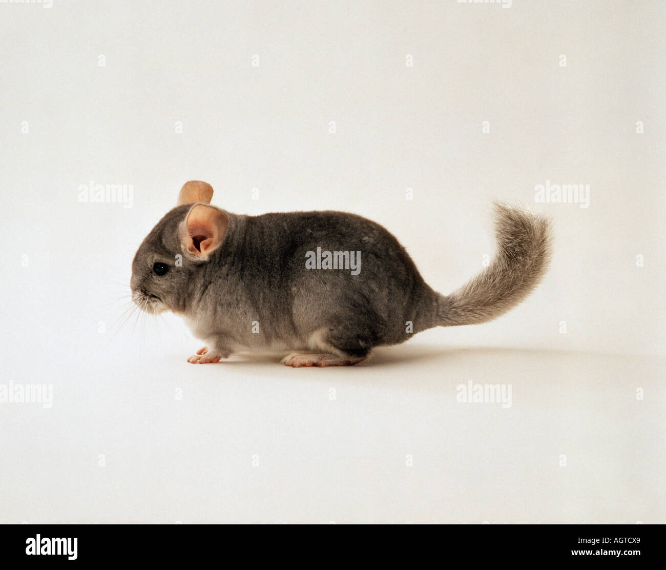 Long tailed chinchilla hi-res stock photography and images - Alamy