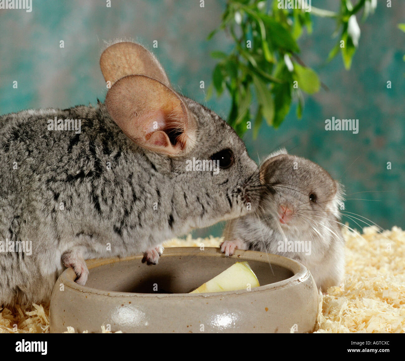 From chinchilla hi-res stock photography and images - Alamy