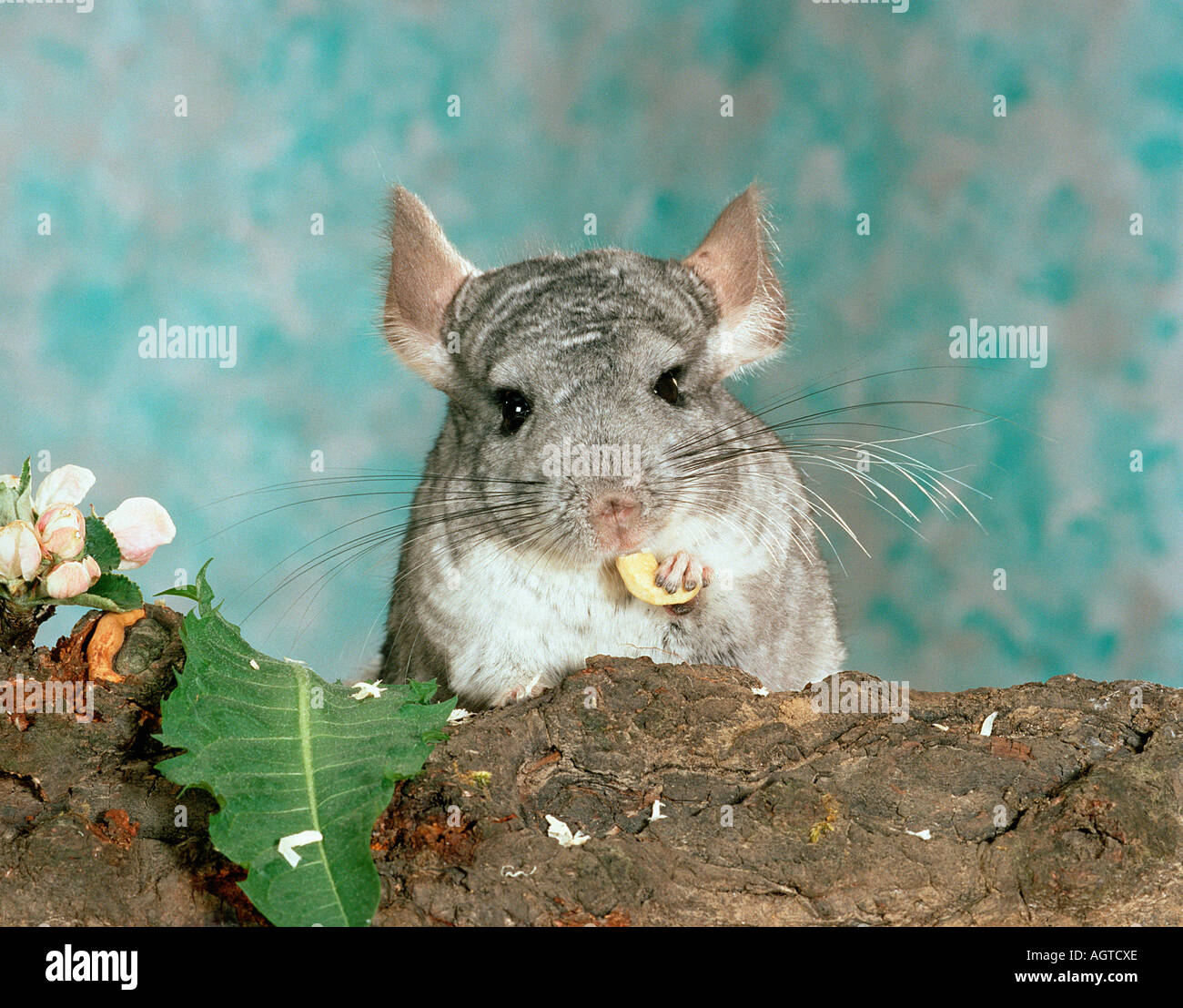 From chinchilla hi-res stock photography and images - Alamy