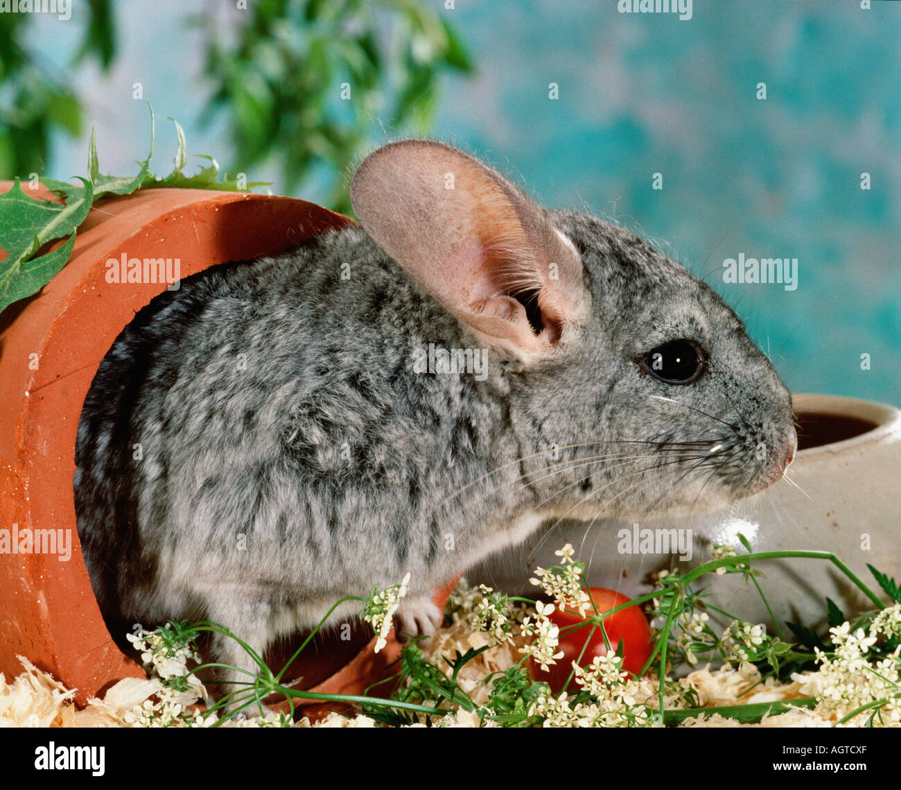 Long Tailed Chinchilla High Resolution Stock Photography and Images - Alamy