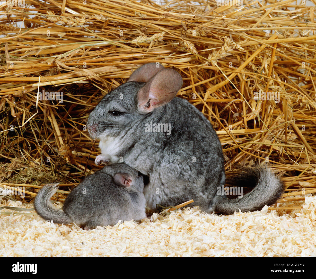 Long tailed chinchilla chinchilla lanigera hi-res stock photography and ...