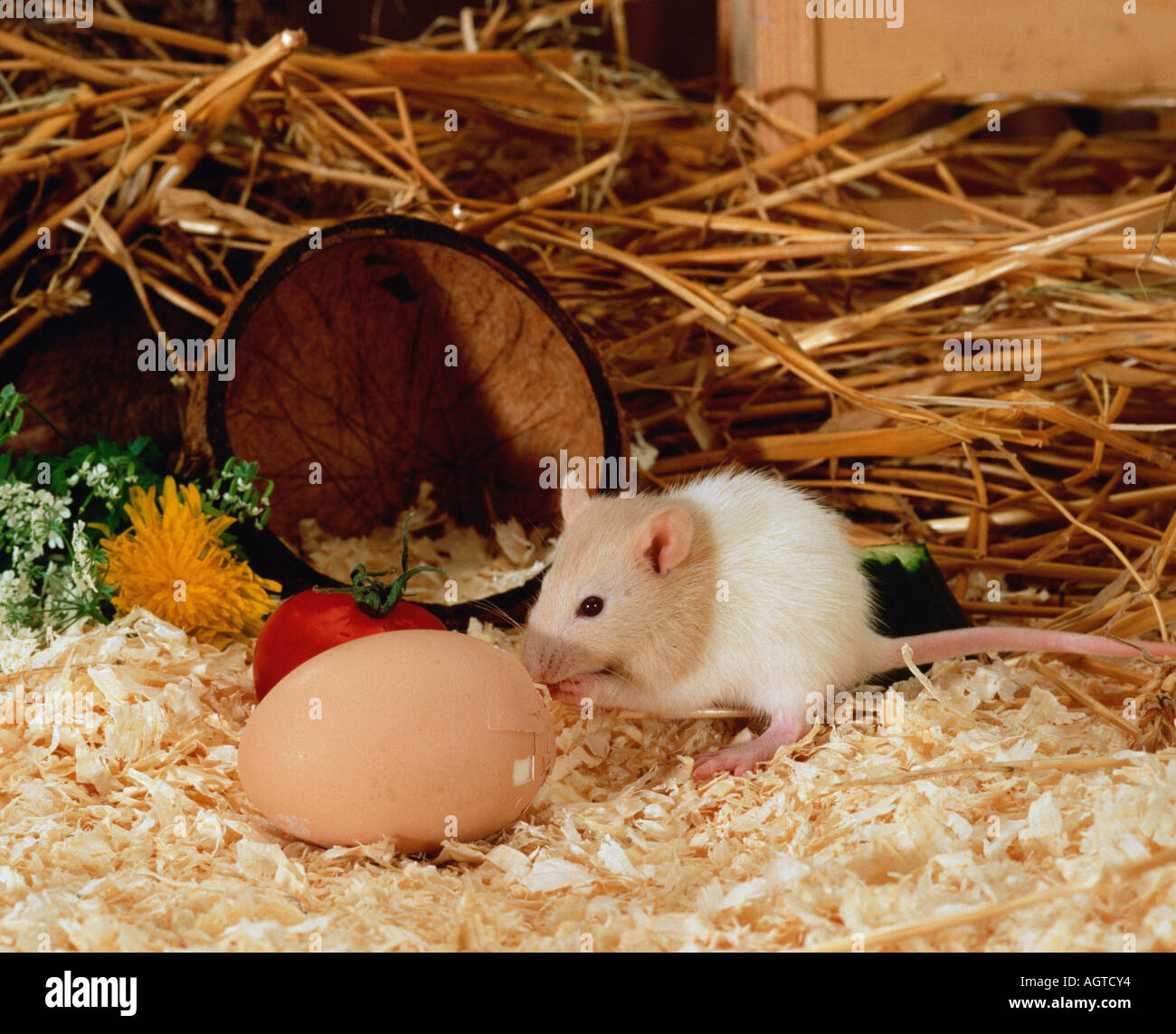 Cream rats hi-res stock photography and images - Alamy