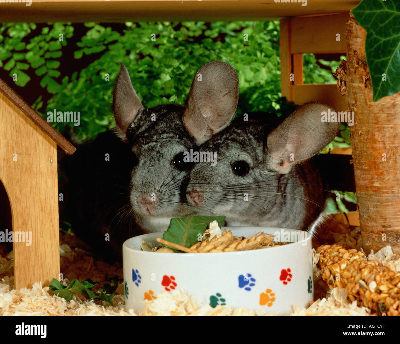 Long tailed chinchilla chinchilla lanigera hi-res stock photography and ...