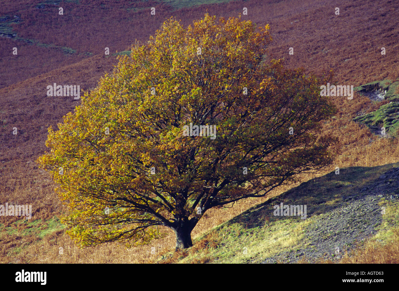 Isolated oak tree on hillside Stock Photo - Alamy