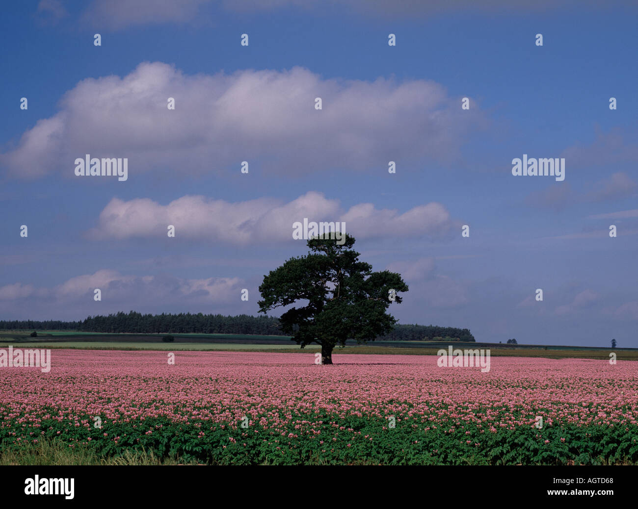 UK Scotland Perthshire Tibbermore Farm Field and single tree with ...