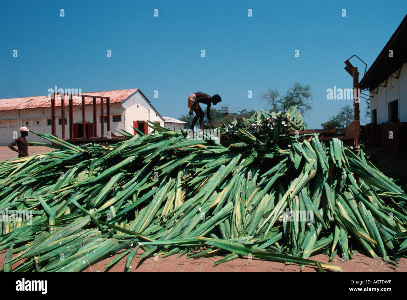 Sisal harvest hi-res stock photography and images - Alamy