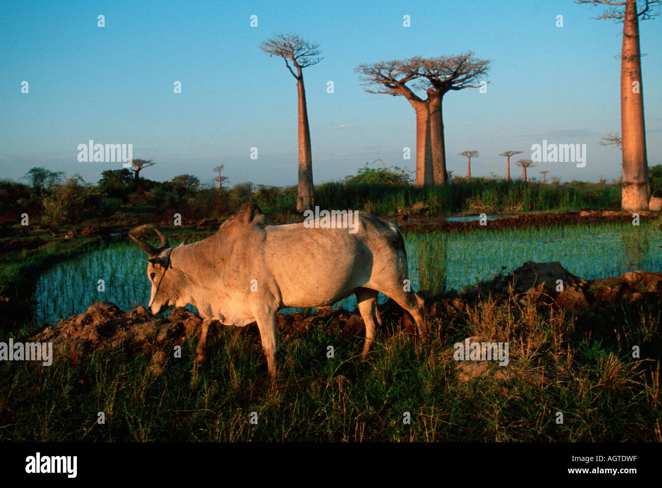 Cebu cattle hi-res stock photography and images - Alamy