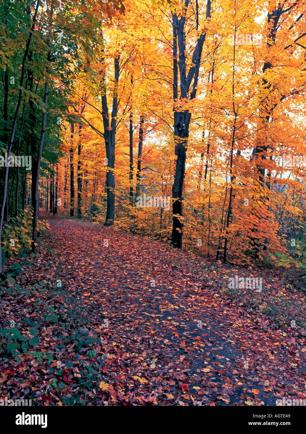 Woods and leaves on path hi-res stock photography and images - Alamy