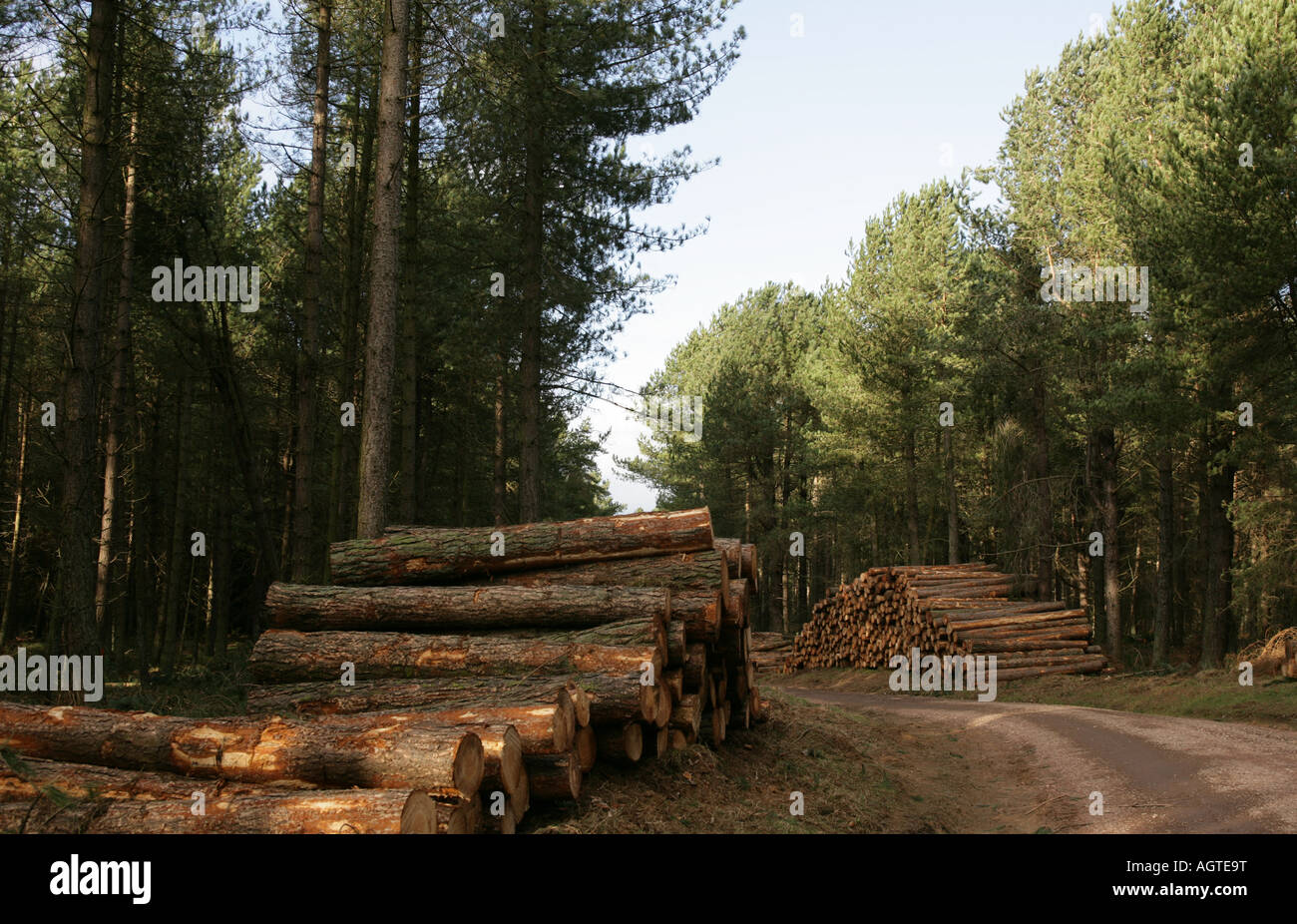 Forestry operations in woods in Fife Stock Photo - Alamy