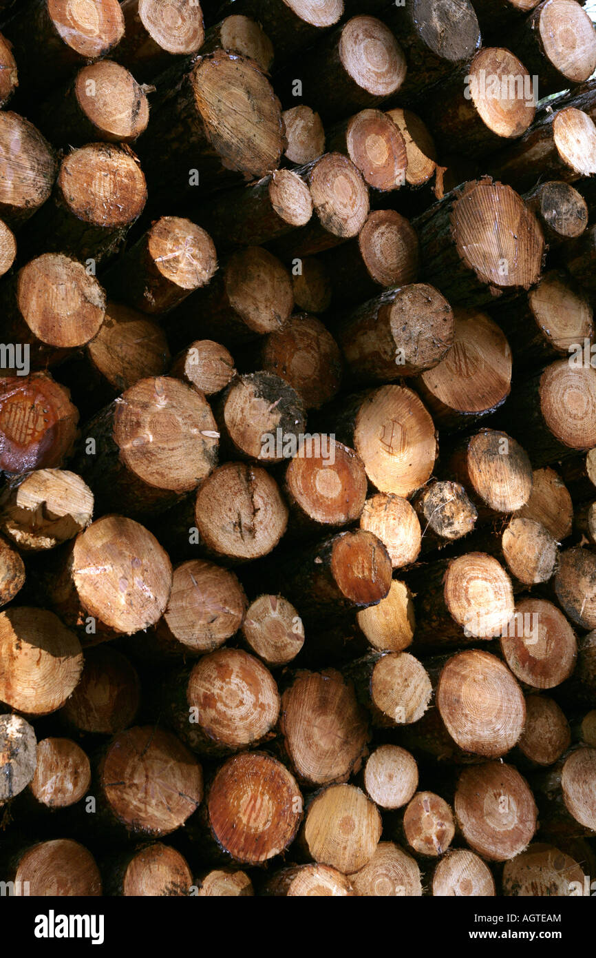 Upright logs hi-res stock photography and images - Alamy