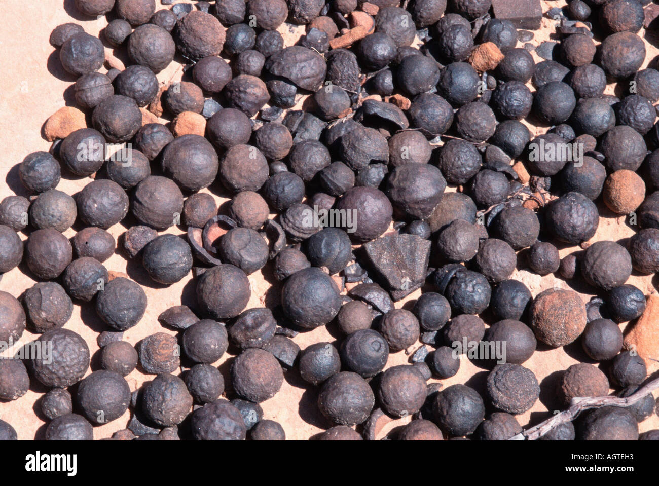 Mooky hi-res stock photography and images - Alamy