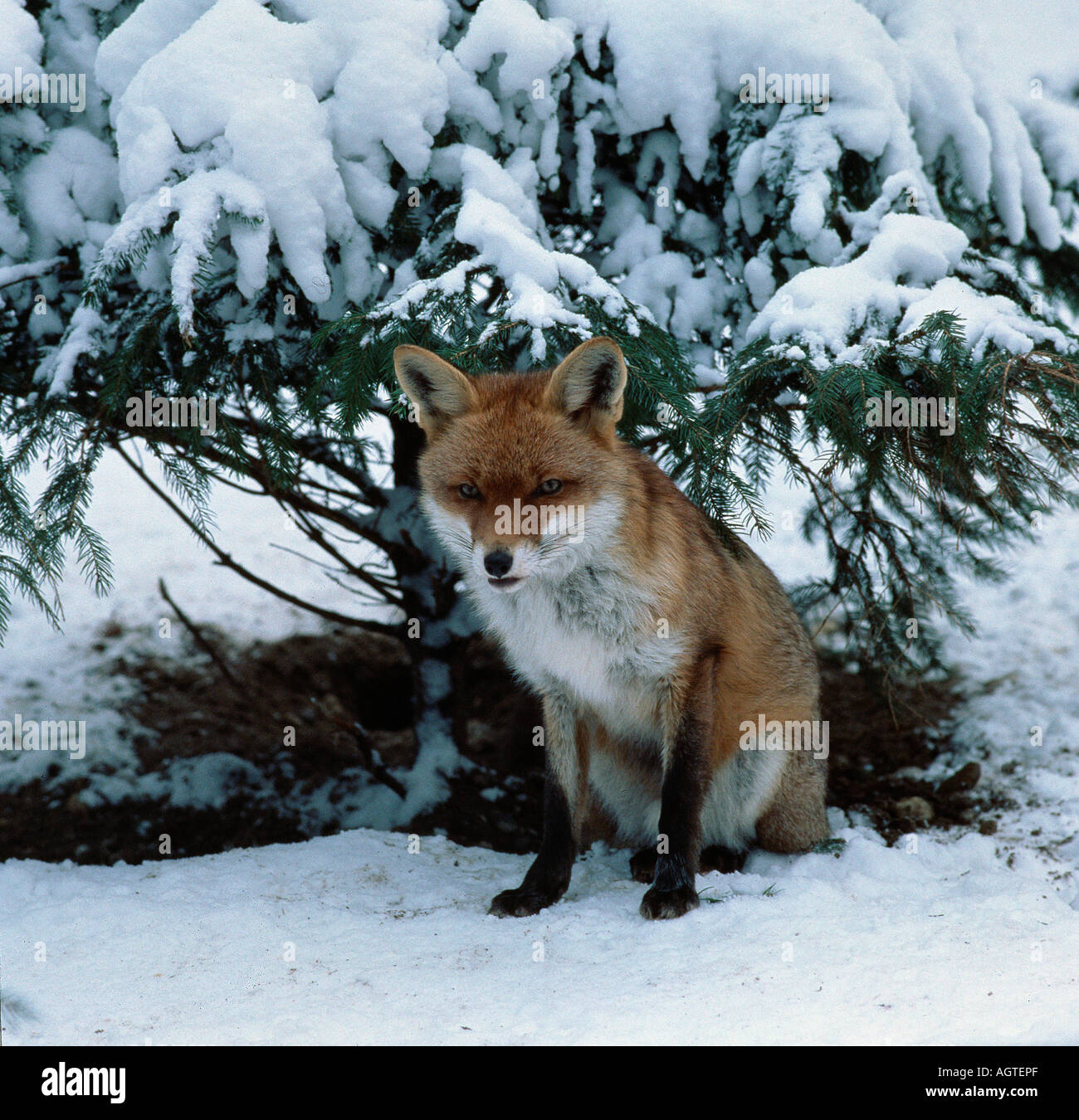 Square format red fox hi-res stock photography and images - Alamy