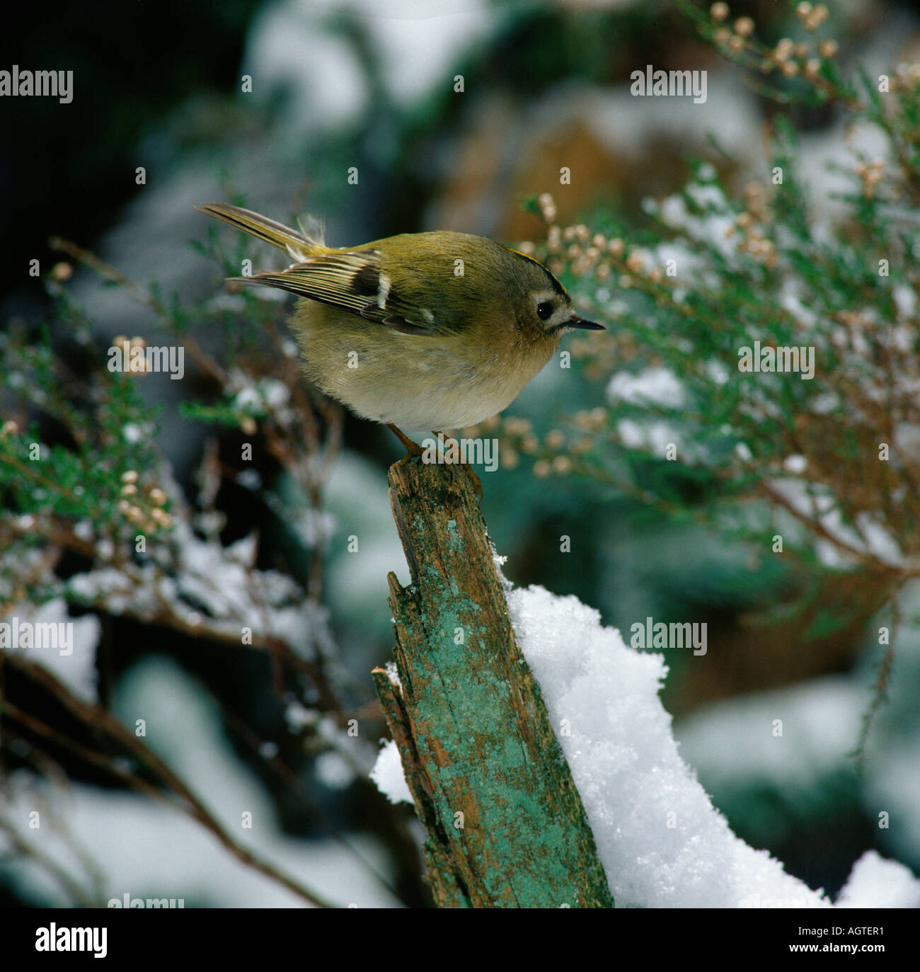 Goldcrest standing hi-res stock photography and images - Alamy