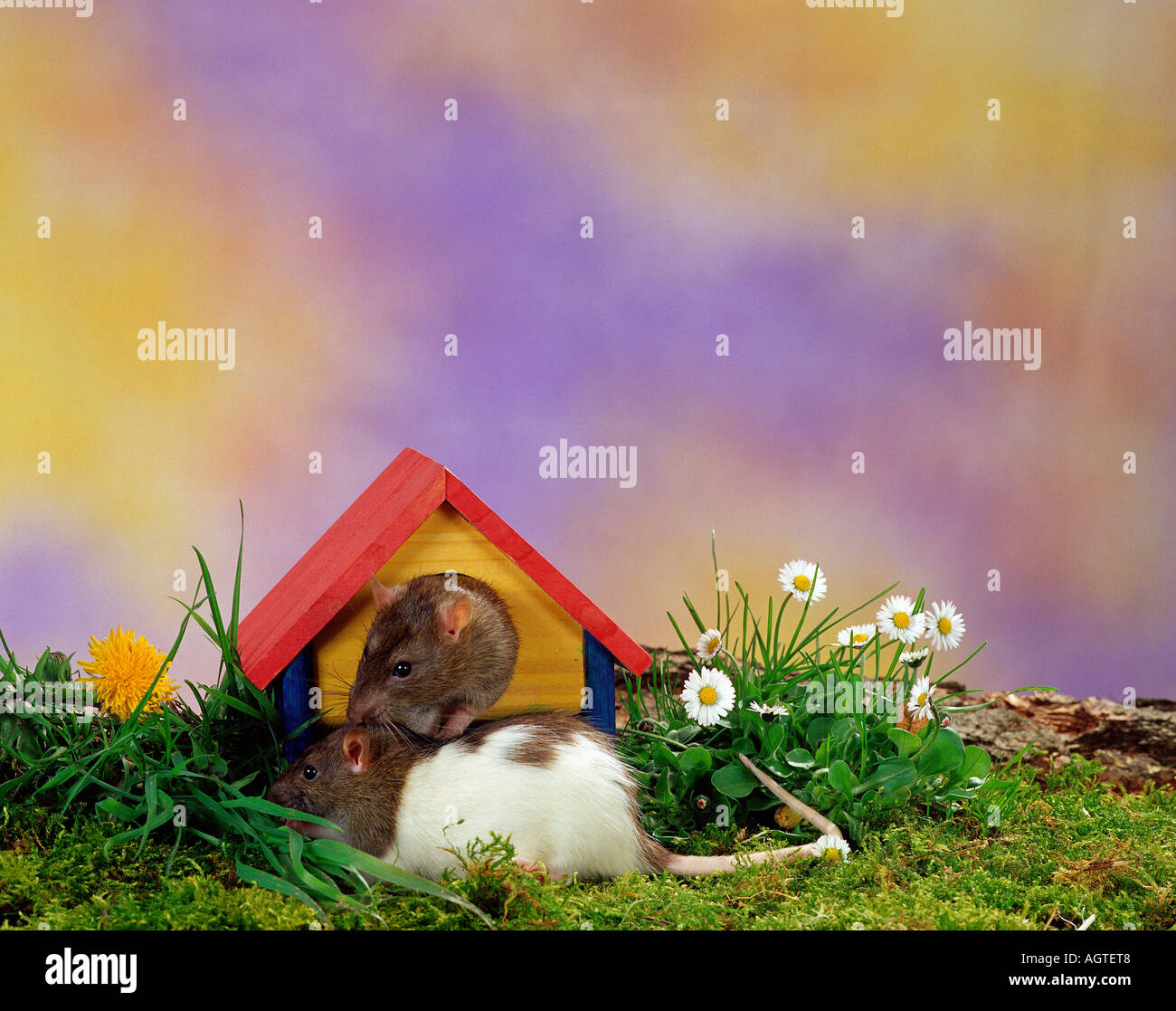 Rat pair hi-res stock photography and images - Alamy