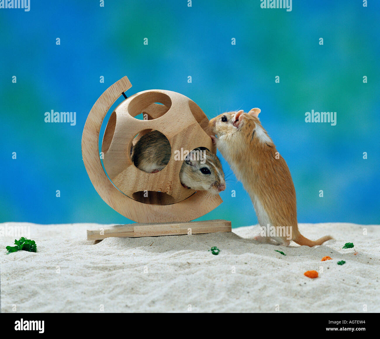 Two pet gerbils hi-res stock photography and images - Alamy