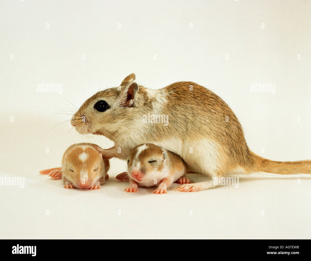 Female gerbils hi-res stock photography and images - Alamy