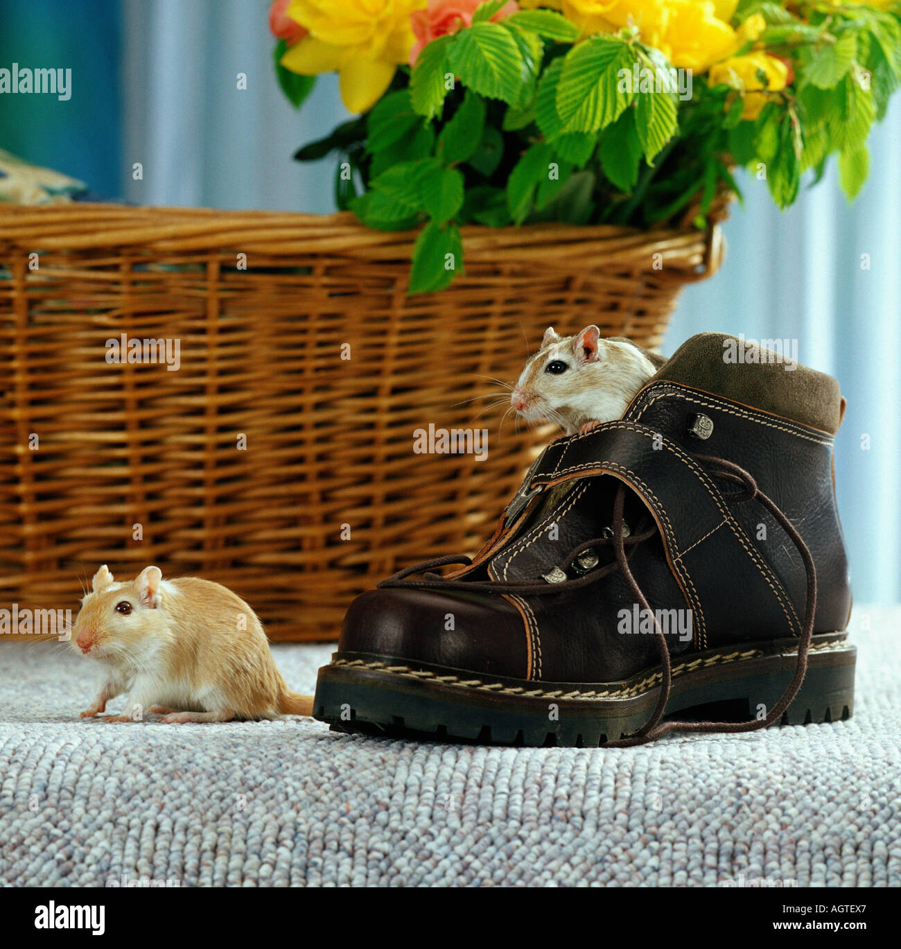 Two pet gerbils hi-res stock photography and images - Alamy