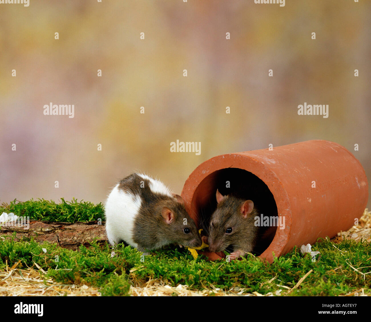 Rat pair hi-res stock photography and images - Alamy